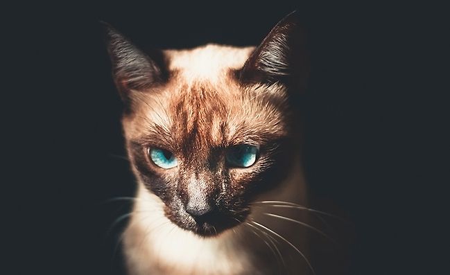 Микросервисы Nest.js: Создание и развертывание масштабируемого бэкэнда | CourseHunter